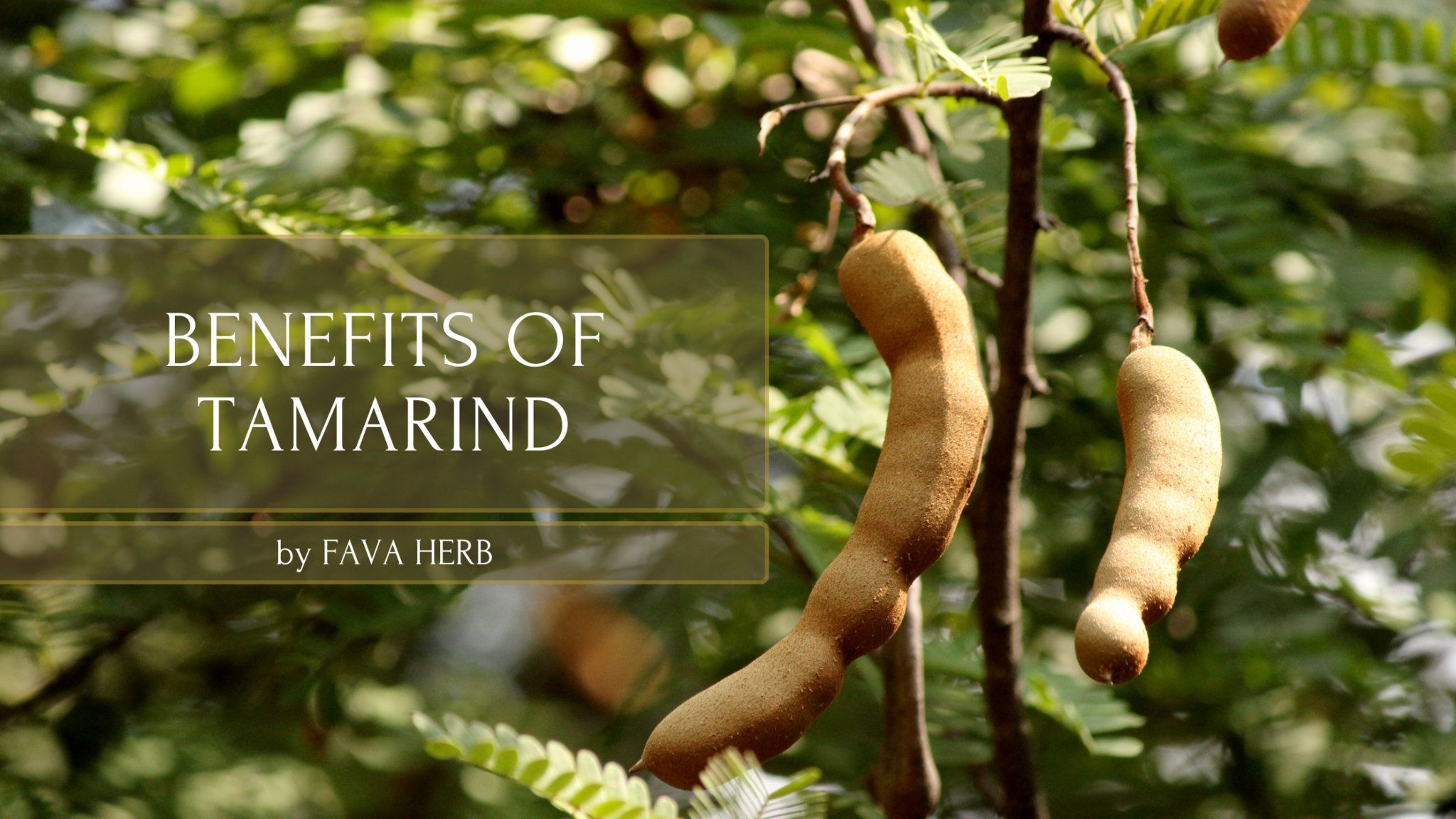 Tamarind: The Sweet-Sour Superfruit with Powerful Health Benefits ...
