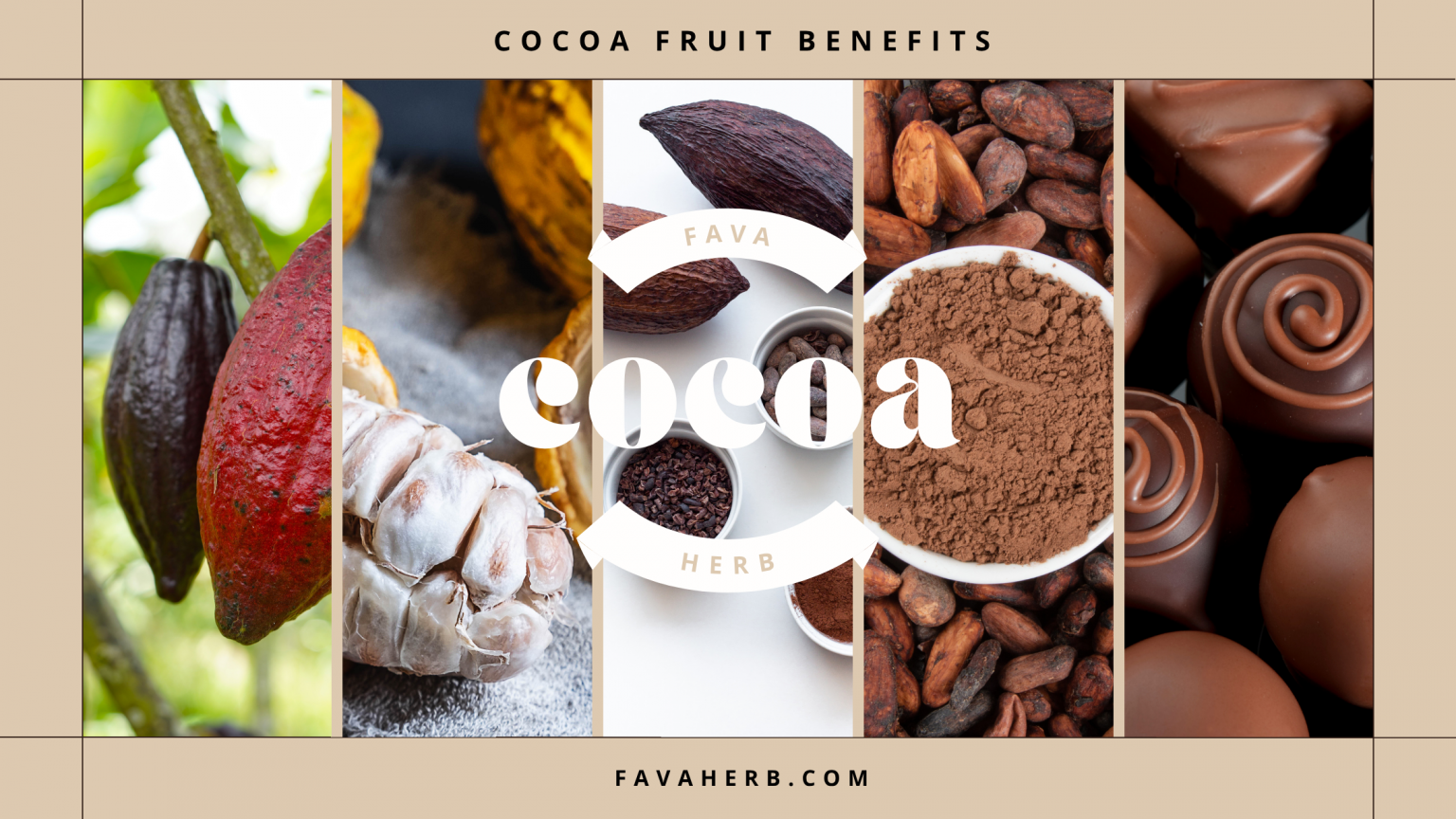 10 Powerful Health Benefits of Cocoa Fruit You Didn’t Know About - Fava ...